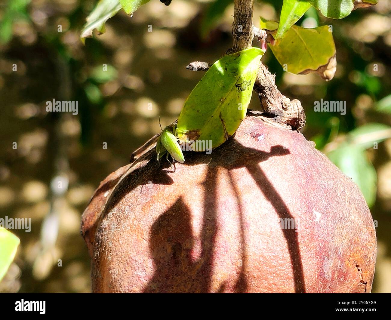 Stink bug water hi-res stock photography and images - Alamy