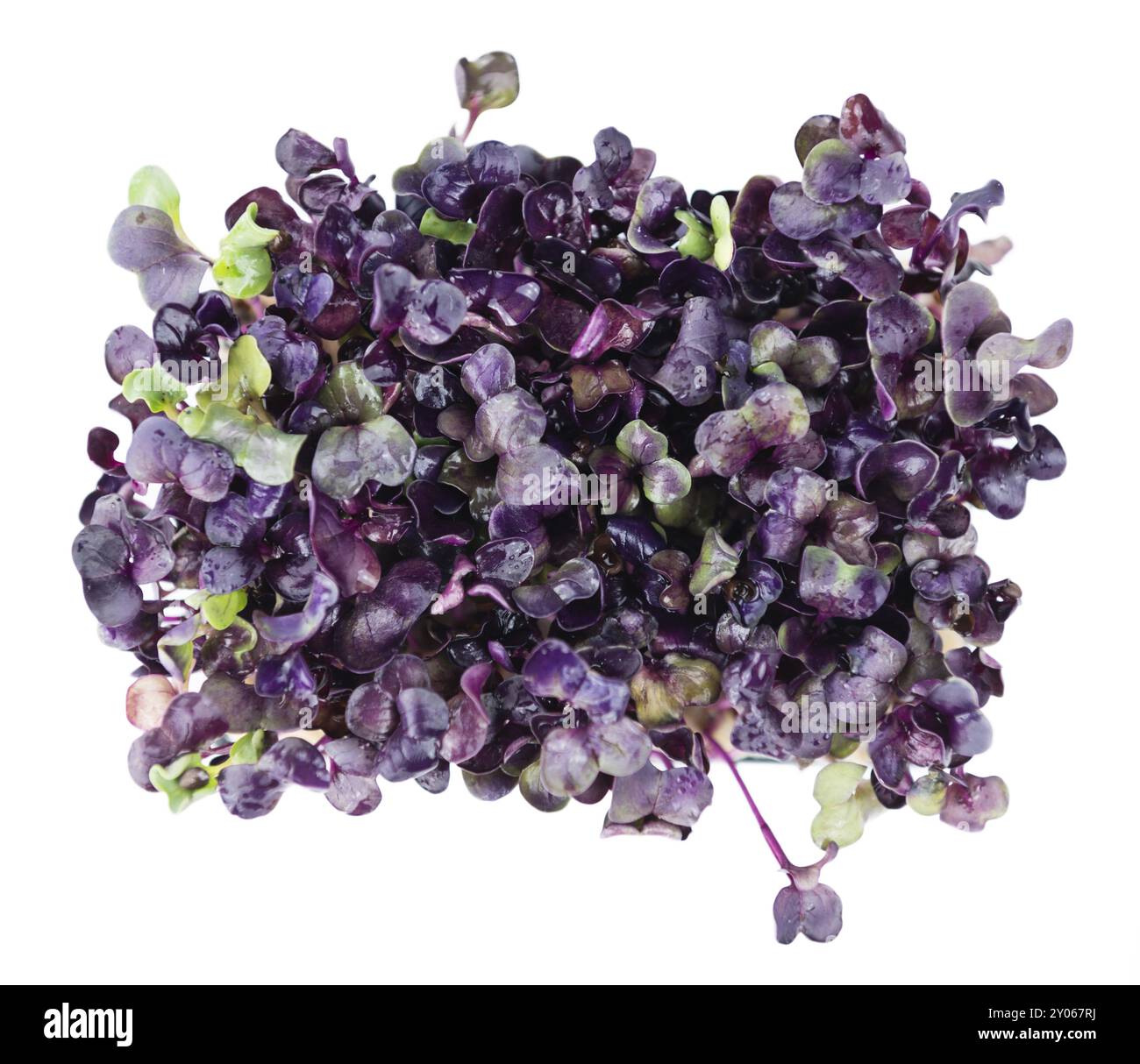 Aquatic plants section Cut Out Stock Images & Pictures - Alamy