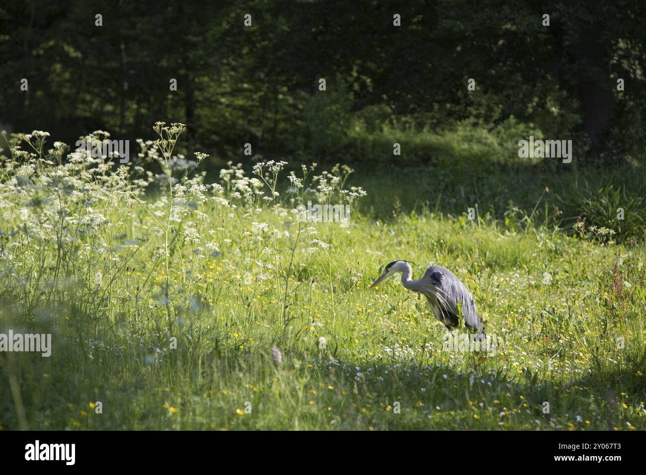 Herons in frederiksberg park hi-res stock photography and images - Alamy