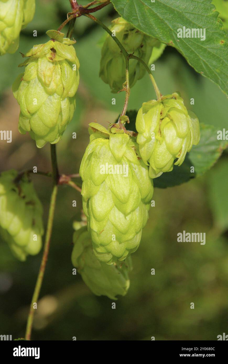 Hop plant, hop plant Stock Photo - Alamy