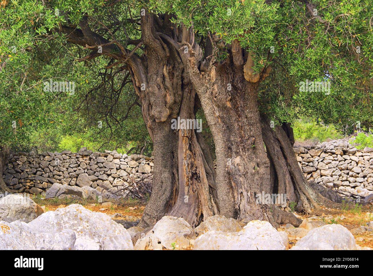 Olive tree trunk 13 Stock Photo - Alamy
