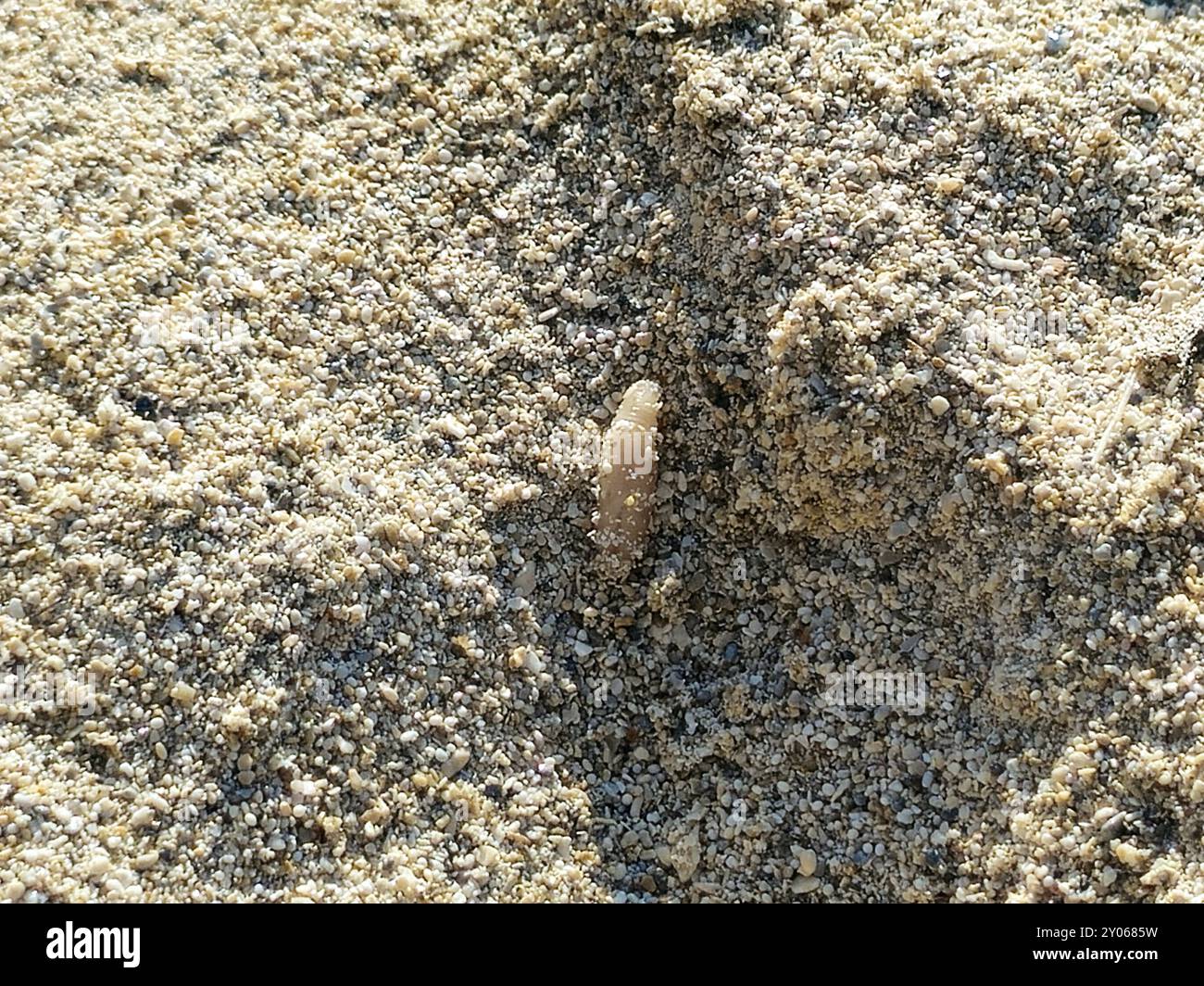 A small sand beach word moving and worming on the sand, Worms are many ...