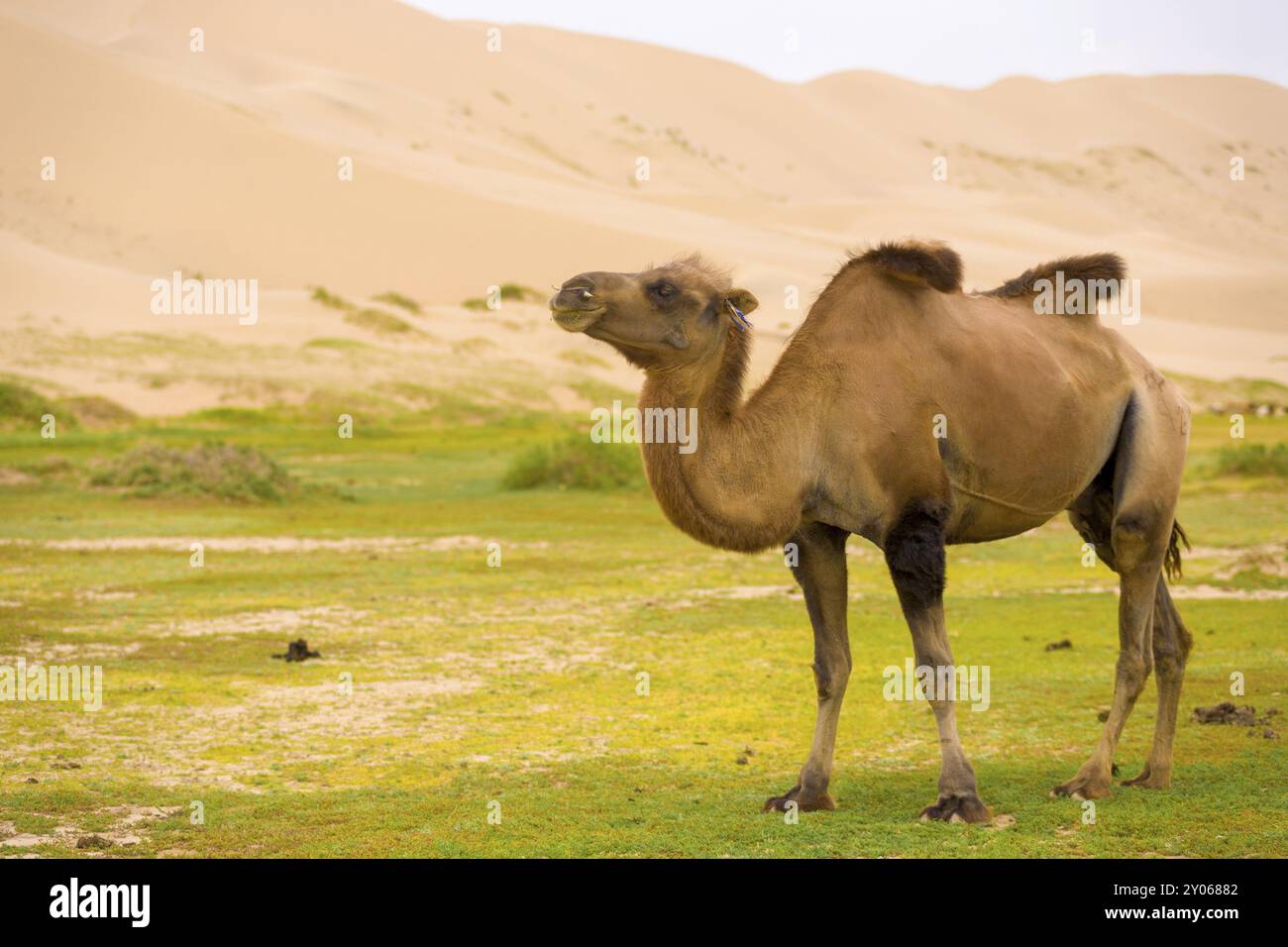 A bactrian camel with sagging humps indicating poor health walking at ...