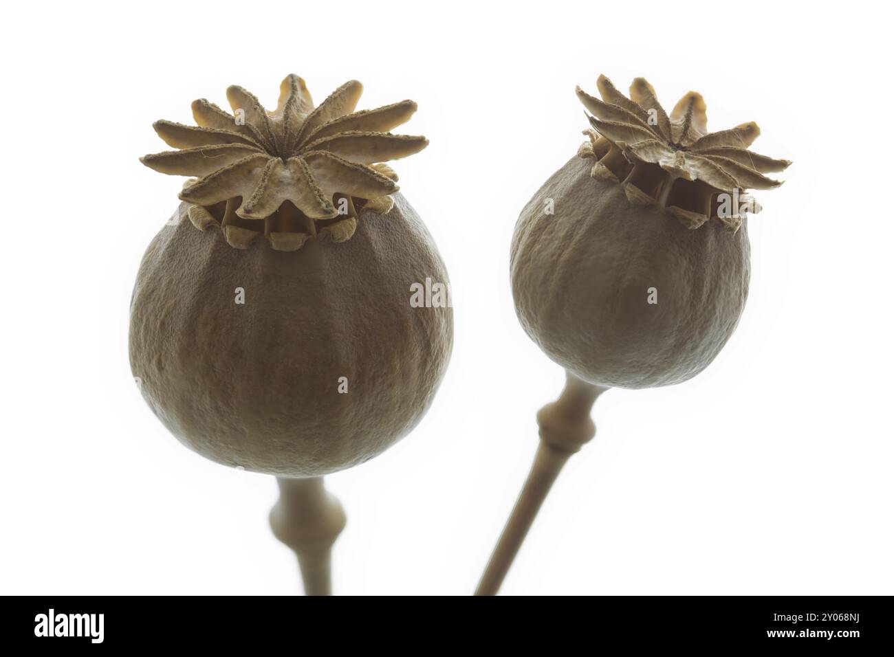 Dry poppy pods with seeds Cut Out Stock Images & Pictures - Alamy