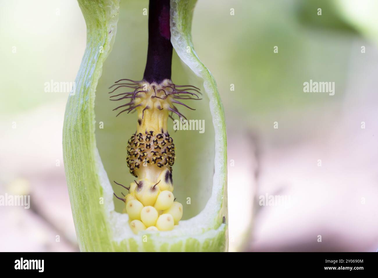 Fertile and sterile flowers in the inflorescence hi-res stock ...