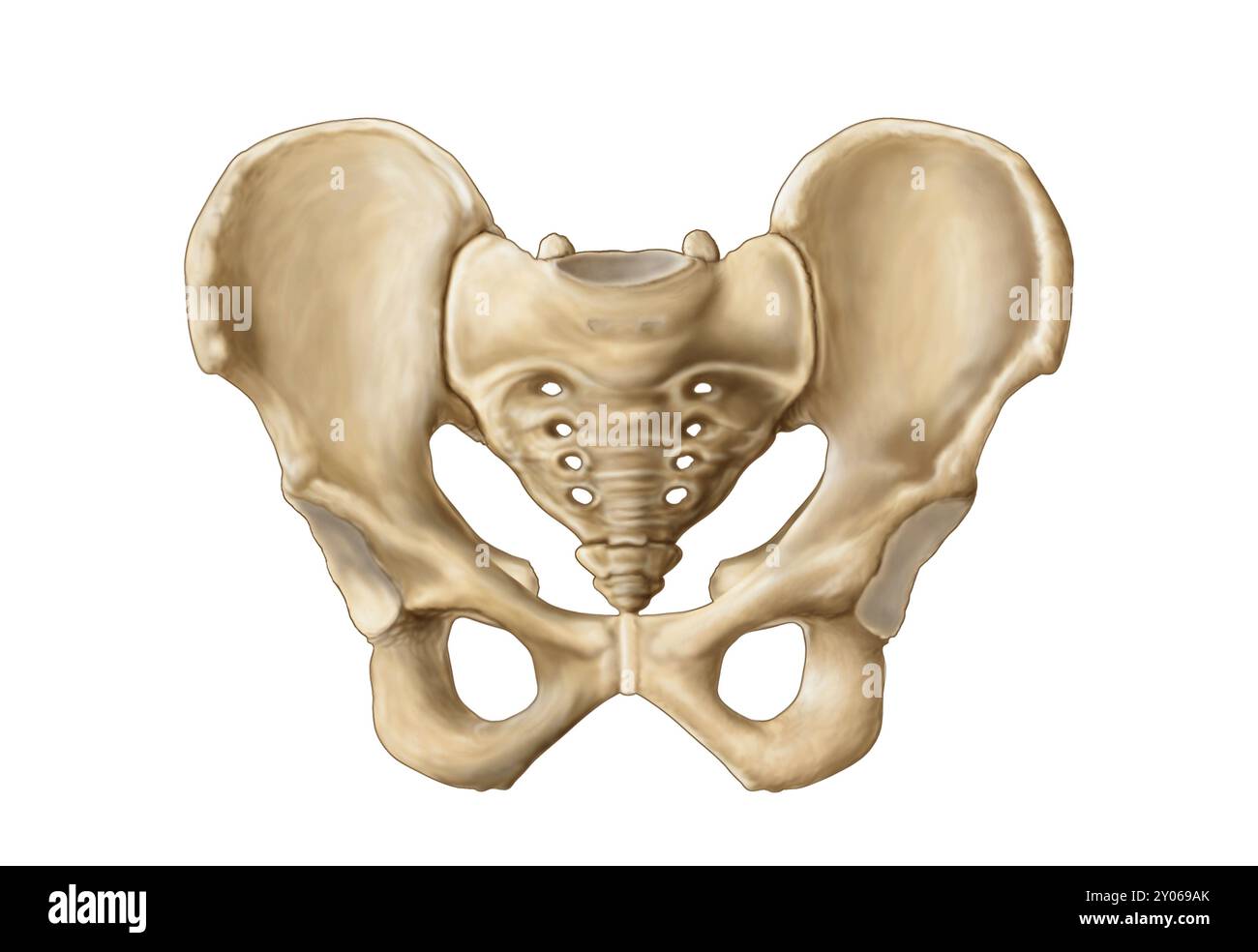 Human groin hi-res stock photography and images - Alamy