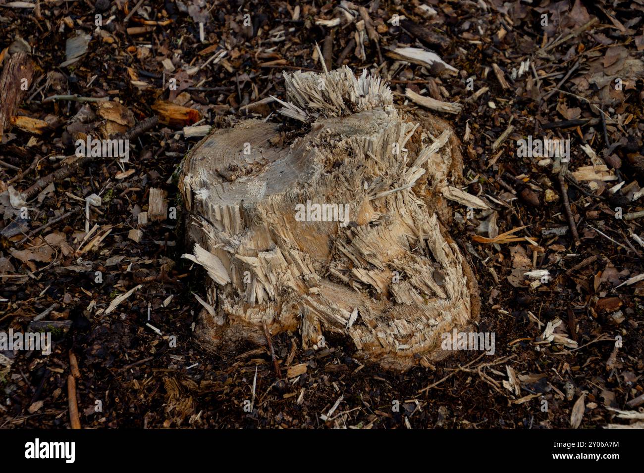 Frayed leaves hi-res stock photography and images - Alamy