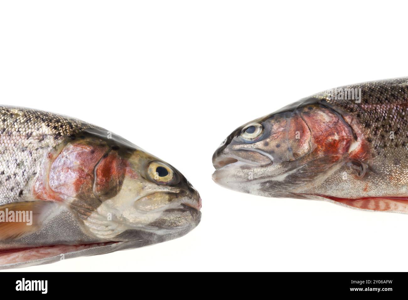 Two rainbow trout in front ofWei Stock Photo - Alamy