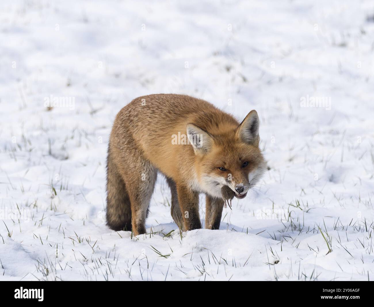 A red fox eats a mouse in winter Stock Photo - Alamy