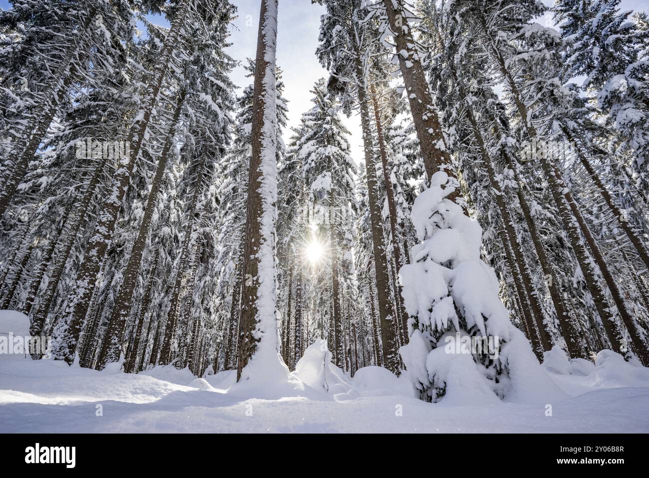 The sun shines through the snow-covered forest in the Black Forest ...