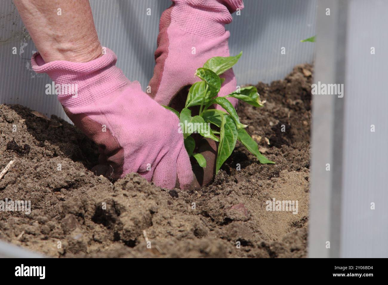 Woman, garden, plant, cold frame, peppers Stock Photo - Alamy