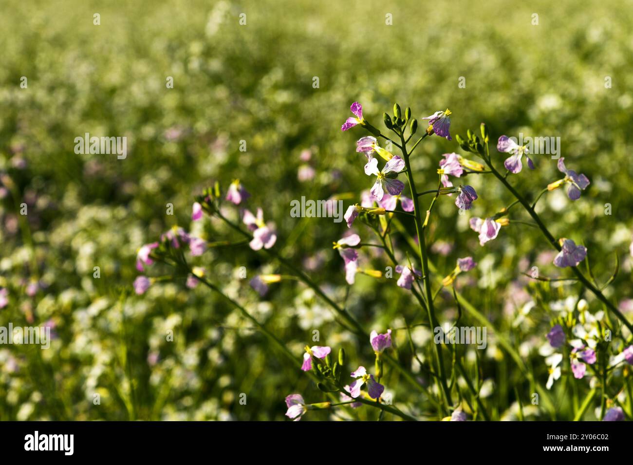 Radish blooms hi-res stock photography and images - Alamy