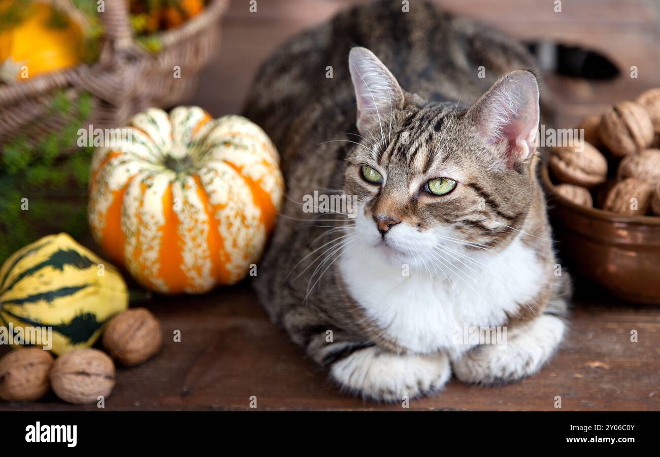 Autumnal picture with a cat and K Stock Photo - Alamy