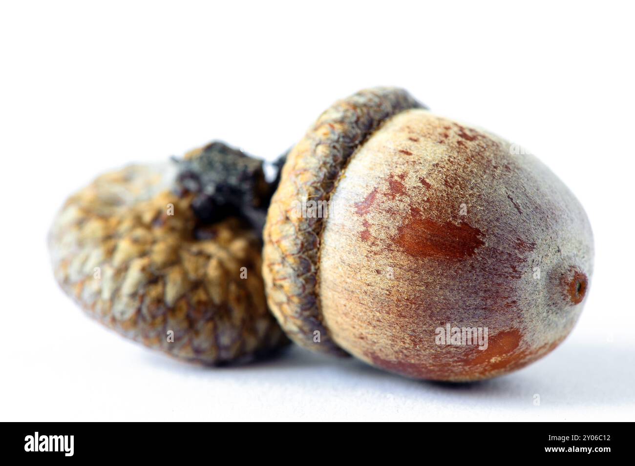 Acorns in tree Cut Out Stock Images & Pictures - Alamy