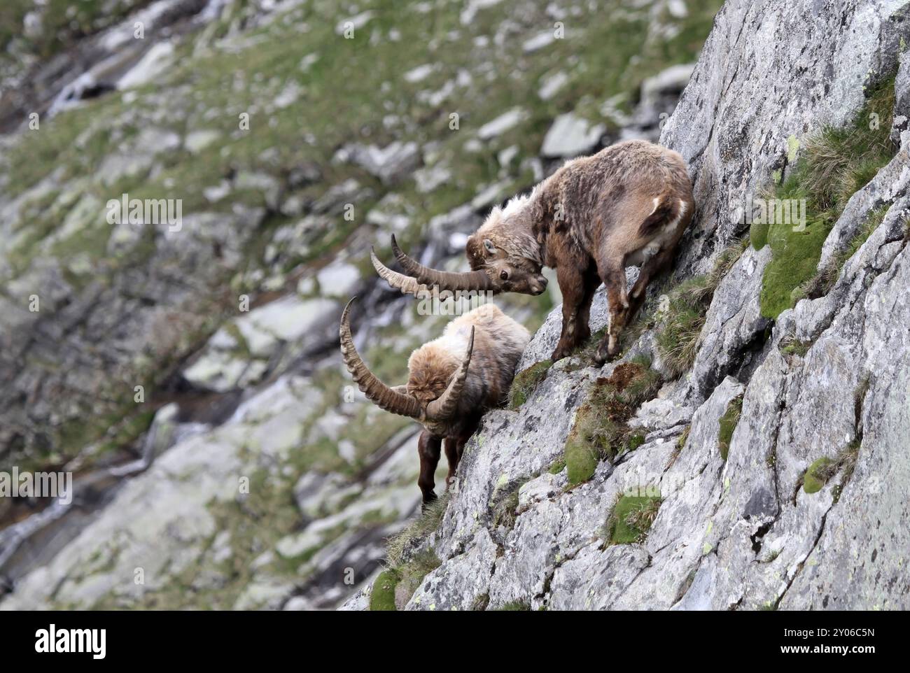 High alpine ram hi-res stock photography and images - Alamy