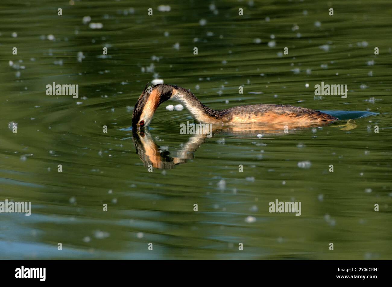 Great crested grebe diving Stock Photo - Alamy