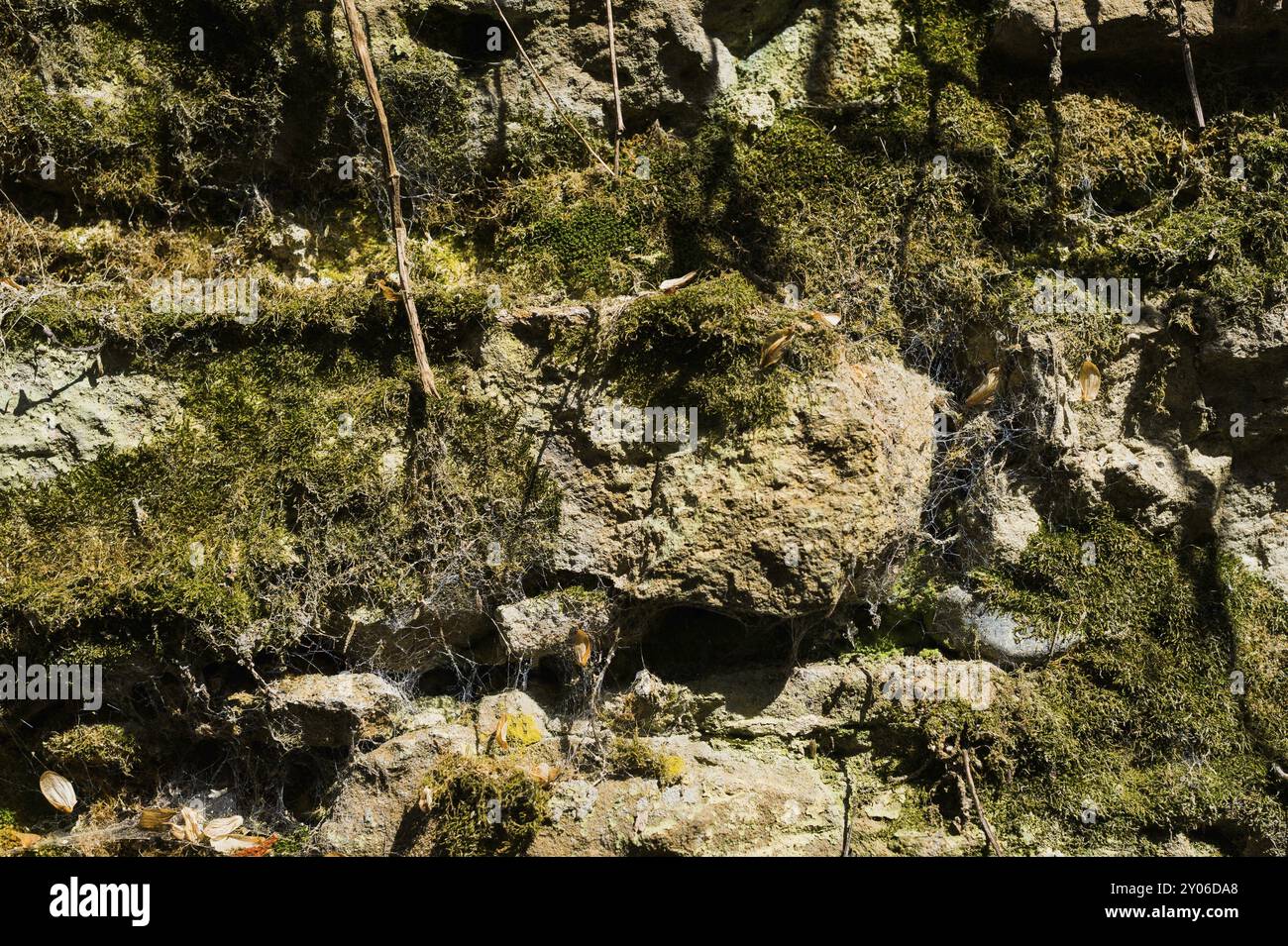 Old stone brick walls of natural stone with moss dust cobweb and mud ...