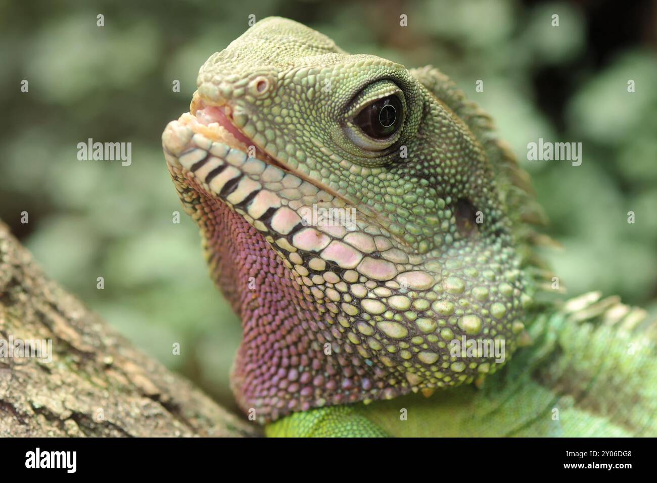 Asian dragon rain hi-res stock photography and images - Alamy