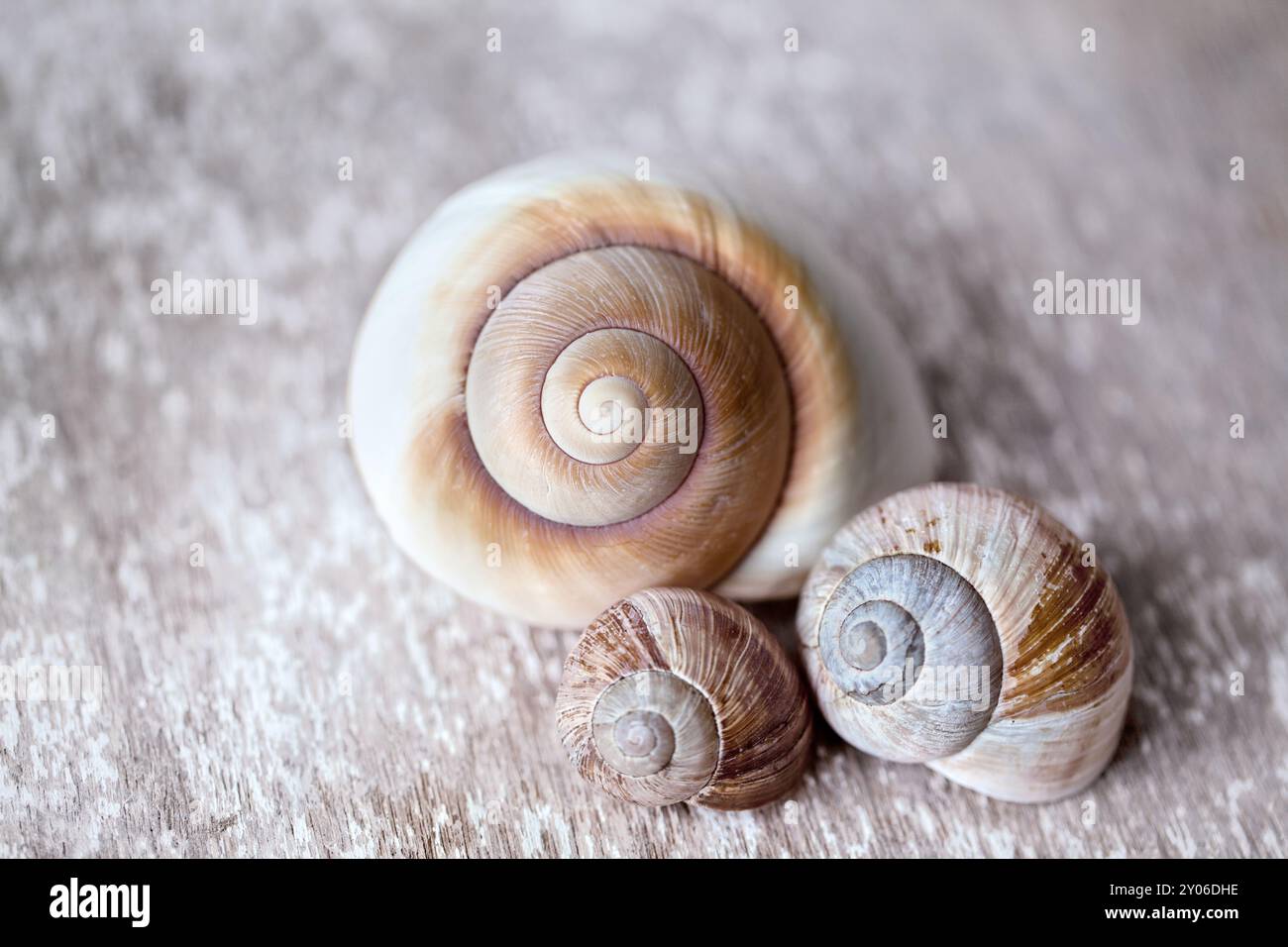Various views of shells hi-res stock photography and images - Alamy