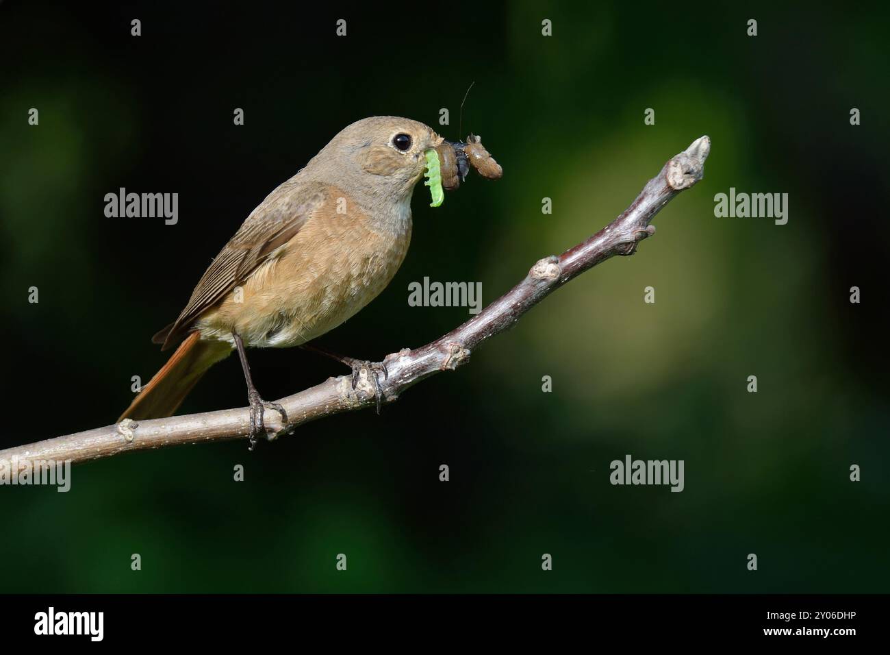 Reds place hi-res stock photography and images - Alamy