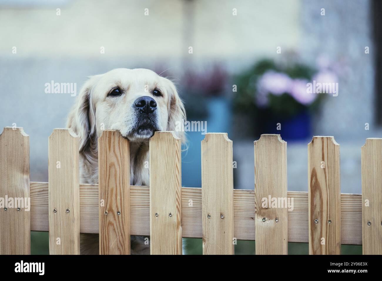 Close up of a curious dog, looking over a fence Stock Photo - Alamy