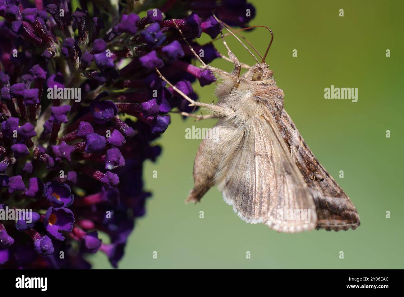 Gamma owl hi-res stock photography and images - Alamy