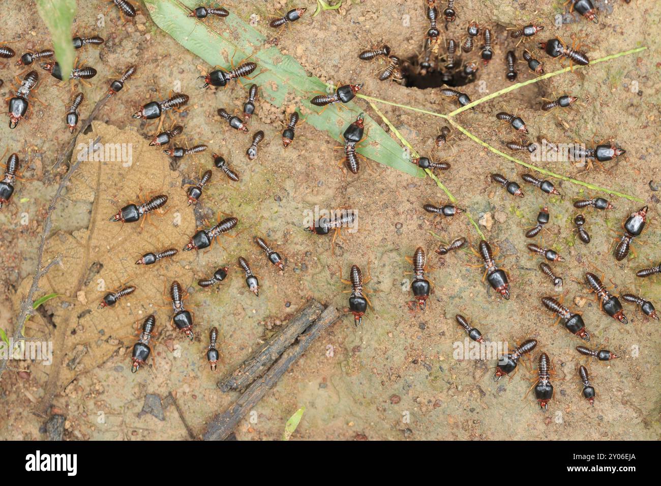 Termite tunnels hi-res stock photography and images - Alamy