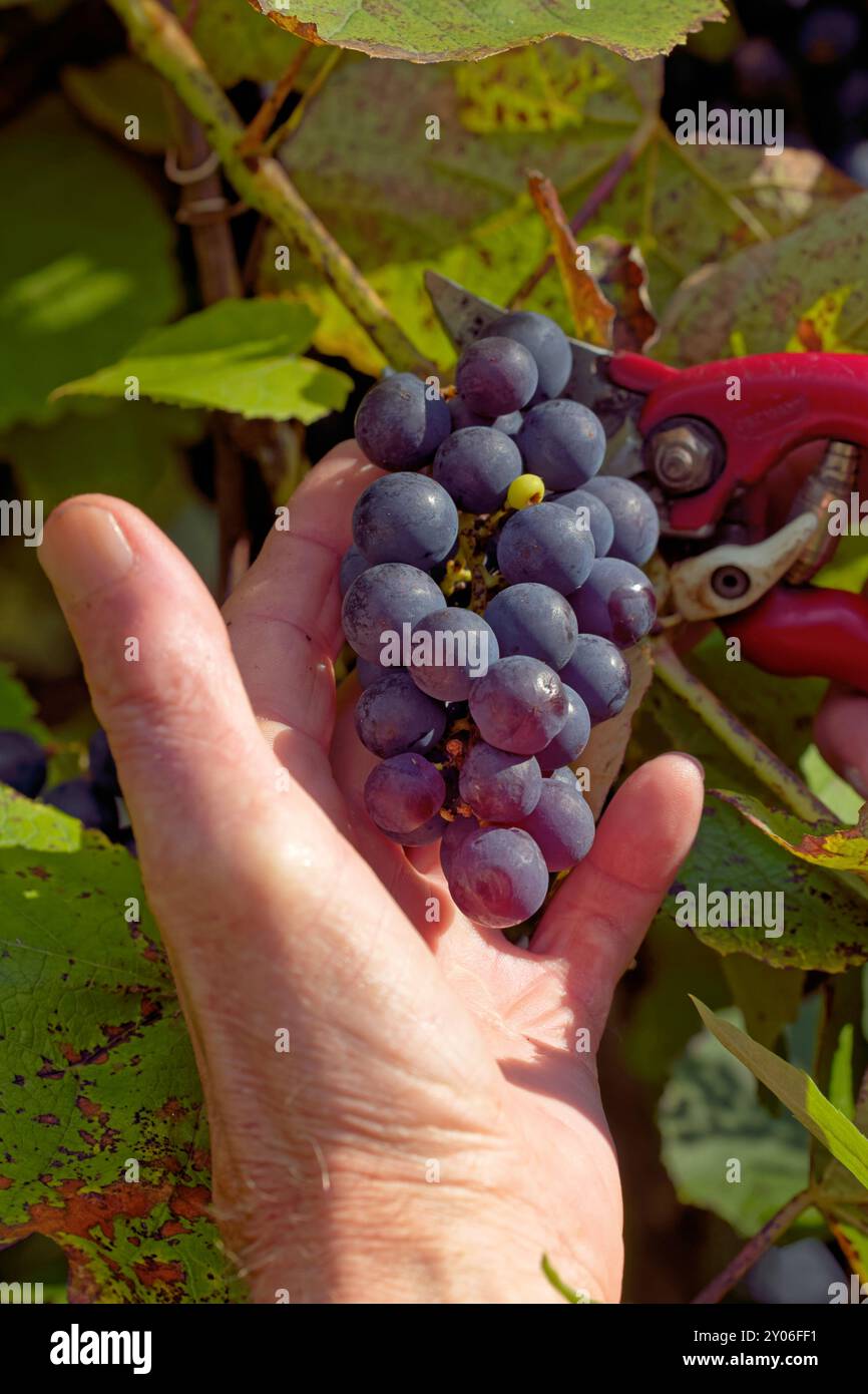 Cutting grapes off vine hi-res stock photography and images - Alamy