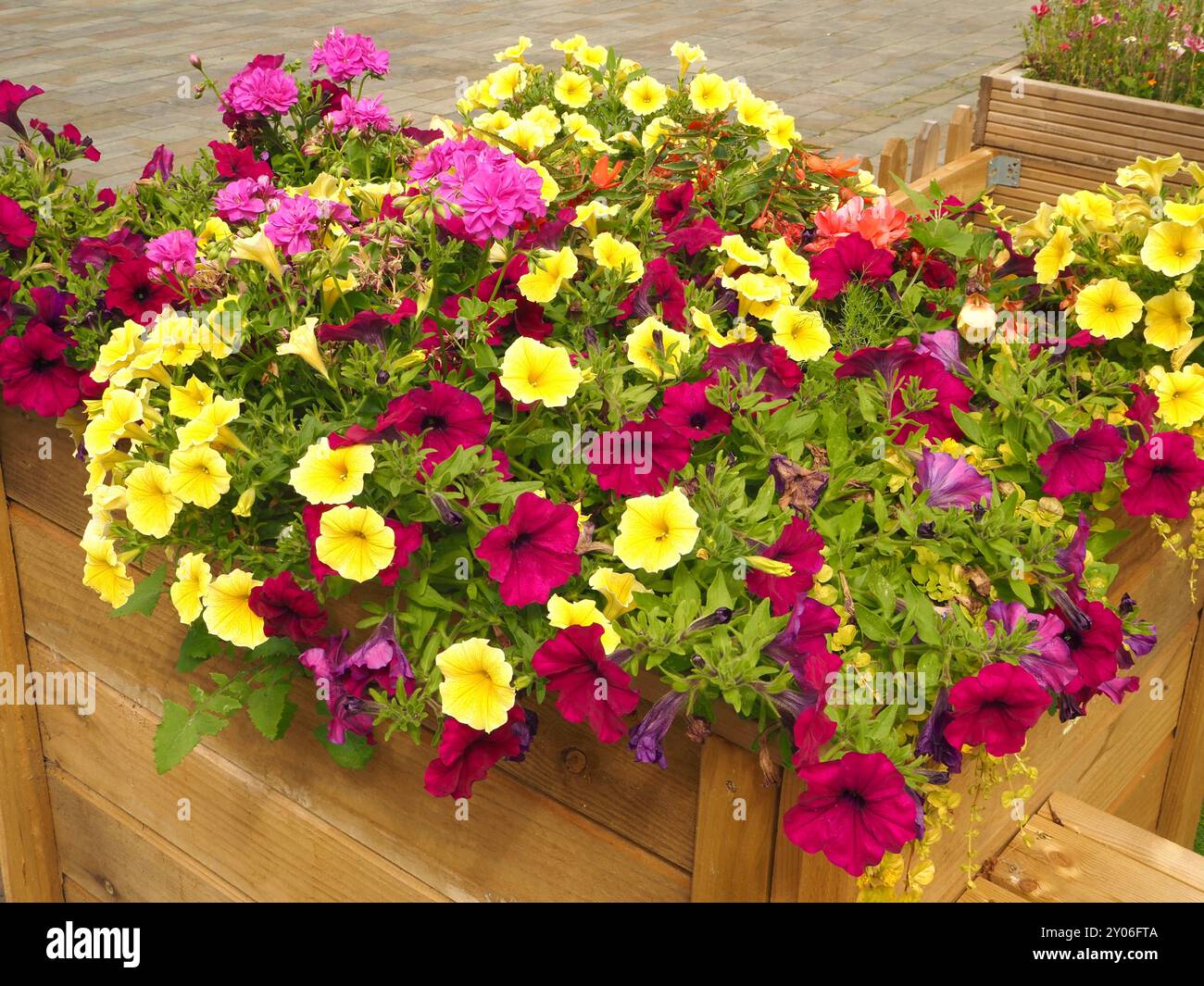 Display of summer flowers, mainly yellow and purple petunia, in a ...