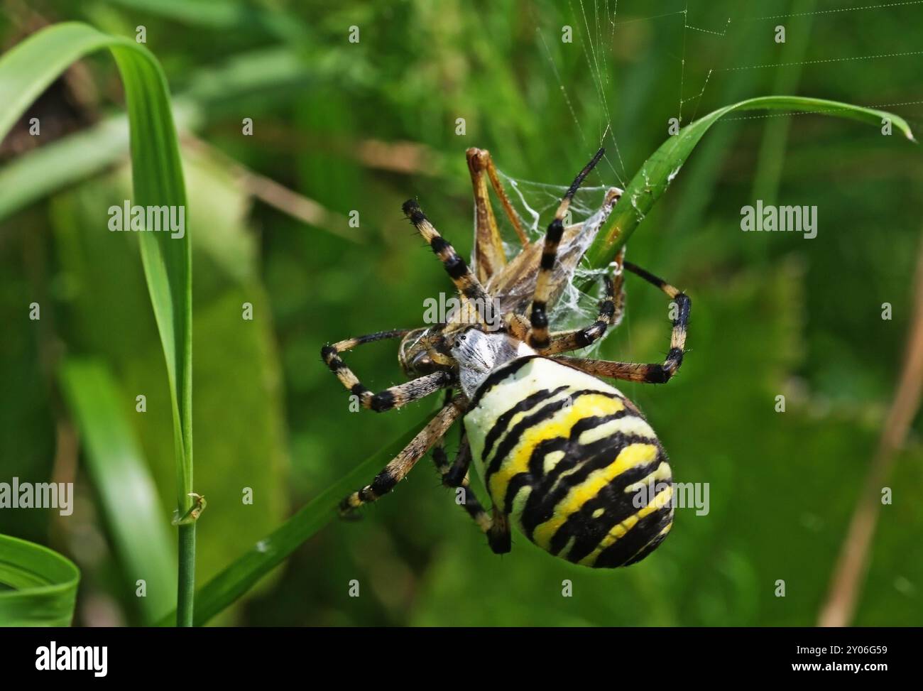Zebra grasshopper hi-res stock photography and images - Alamy