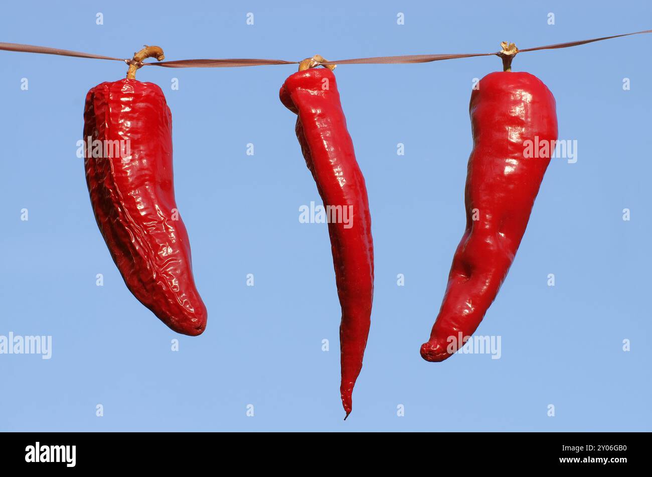 Chilli peppers drying Stock Photo - Alamy