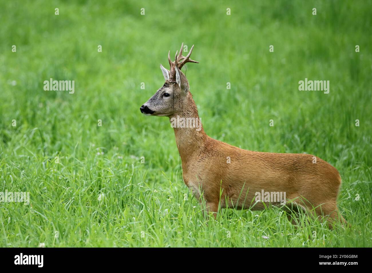 Roe bu hi-res stock photography and images - Alamy