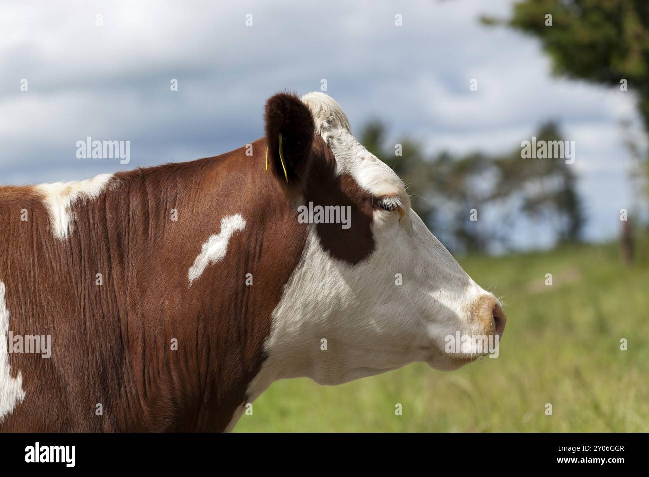 Cow side profile cattle farming no people hi-res stock photography and ...