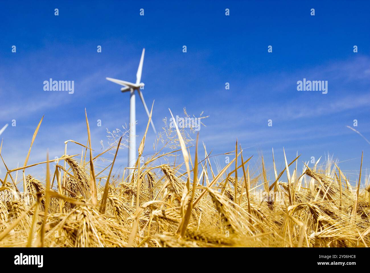 Wind turbine in a grain field Stock Photo - Alamy