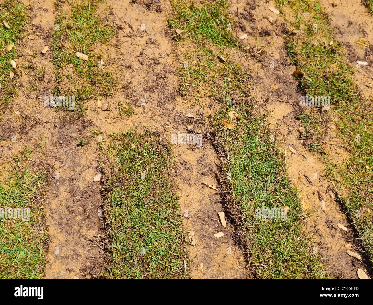 Transplanted Sod, Sod is the upper layer of turf that is harvested for ...