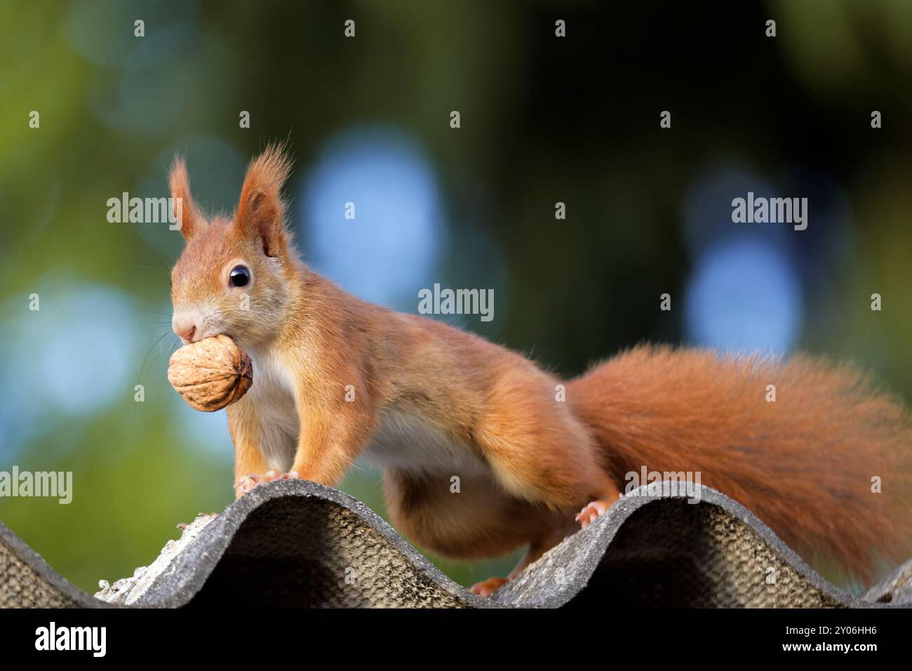 Squirrel with walnut Stock Photo - Alamy