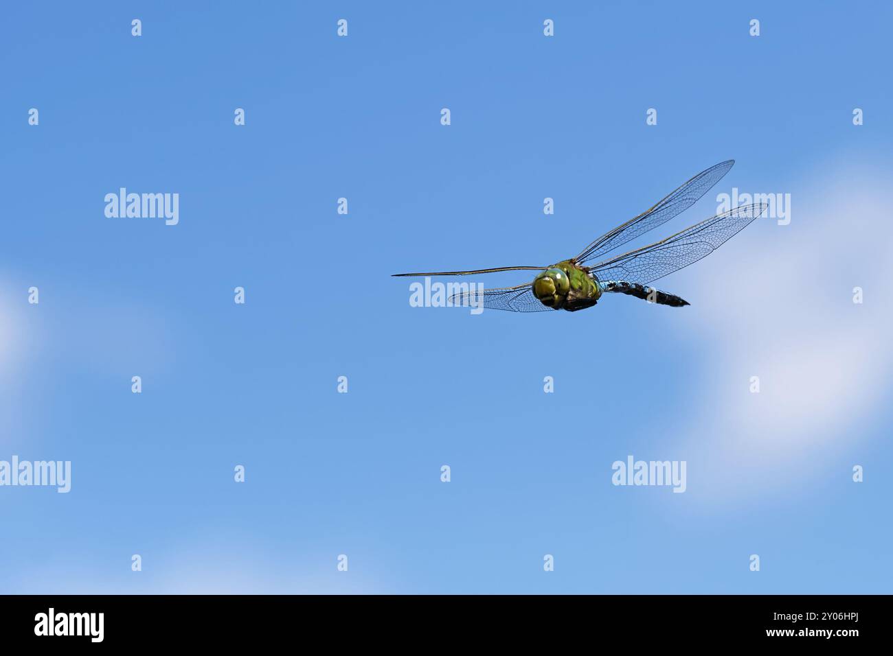 Large dragonflies aeshnidae hi-res stock photography and images - Alamy