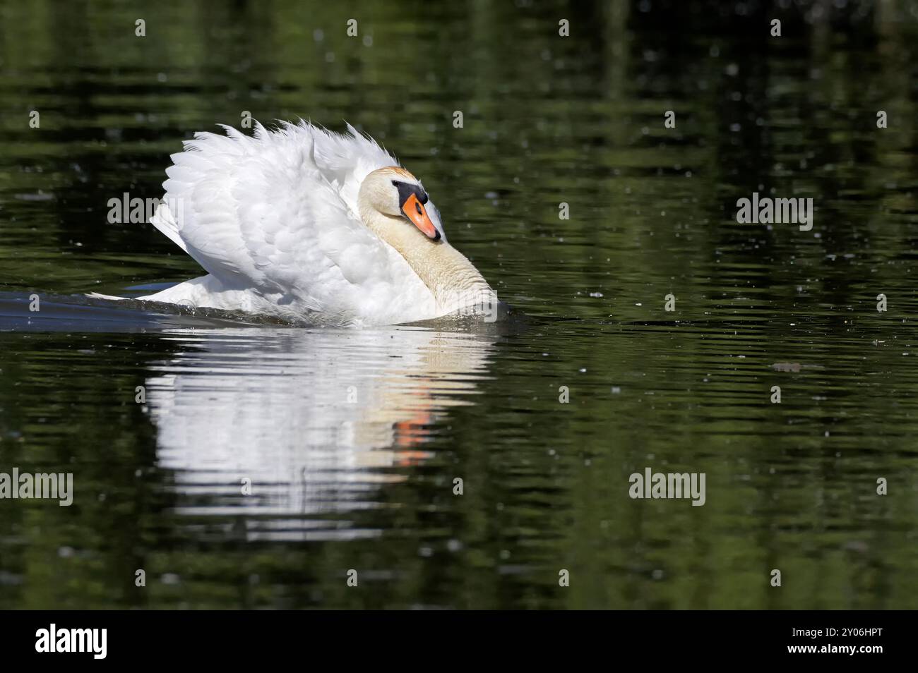 Birds attacking people hi-res stock photography and images - Alamy