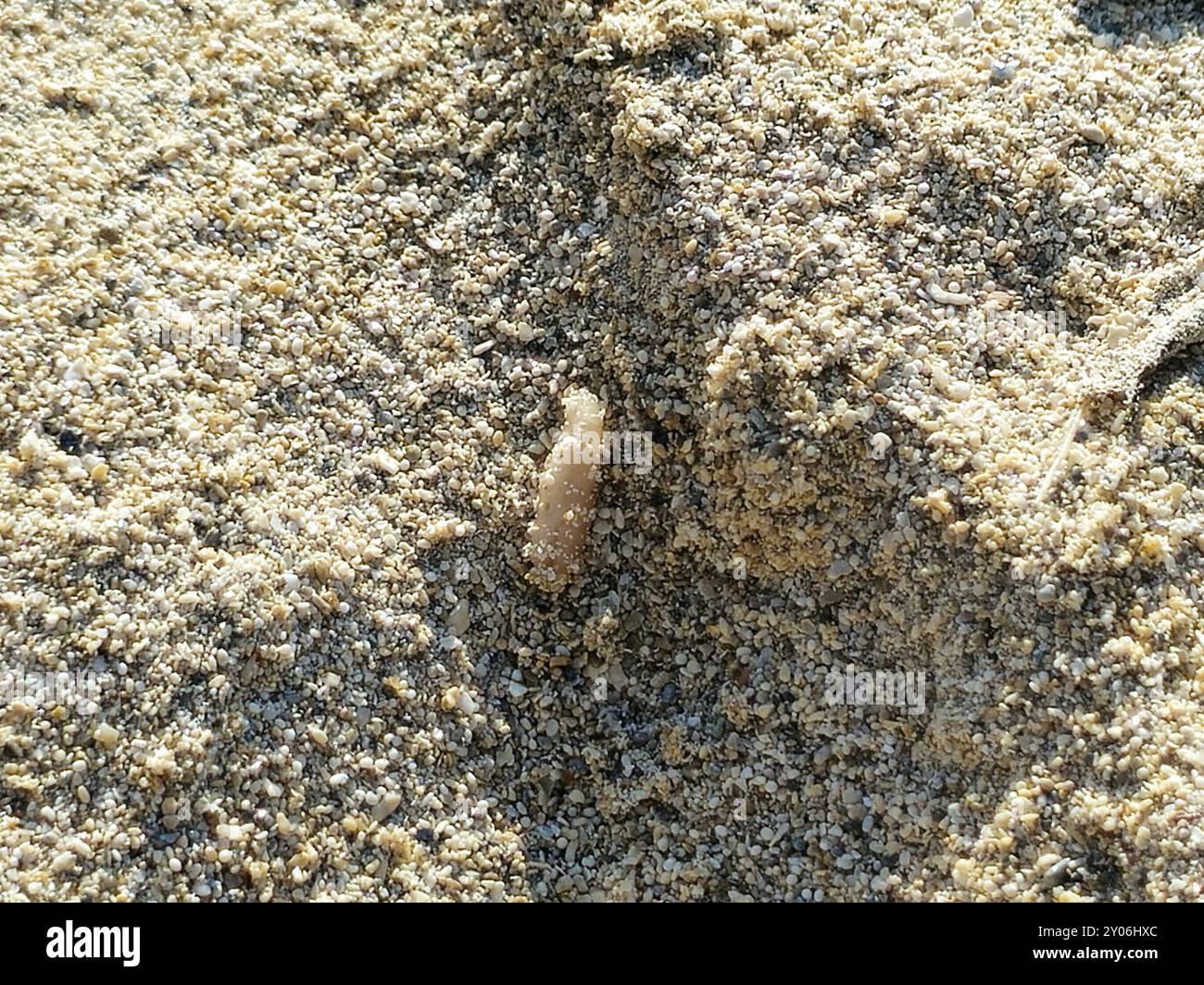 A small sand beach word moving and worming on the sand, Worms are many ...