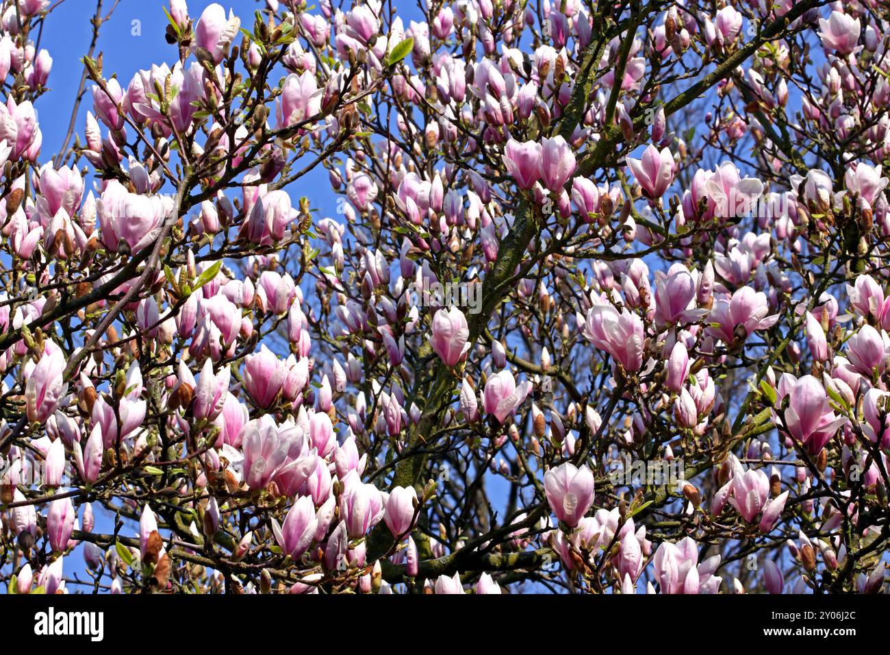 Tulip tree, tulip magnolia Stock Photo - Alamy