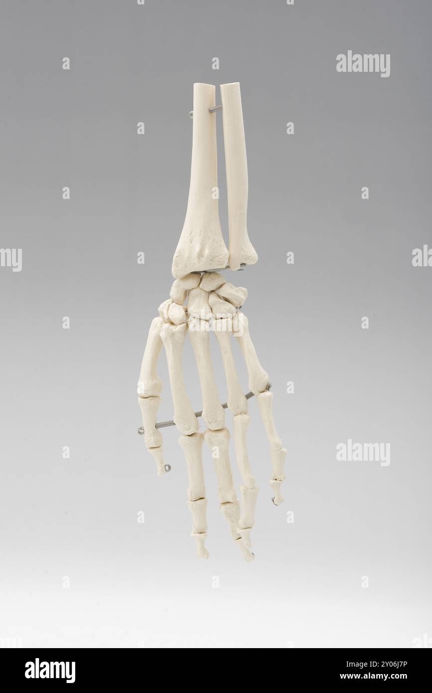 Hand bones parts hi-res stock photography and images - Alamy