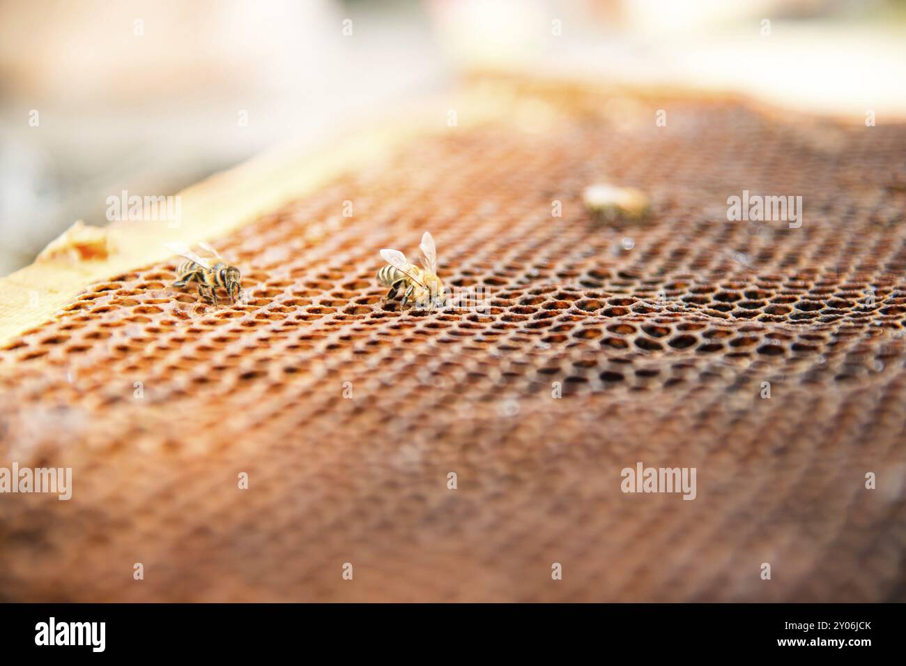 Dead bees, covered with dust and mites on an empty honeycomb from a ...