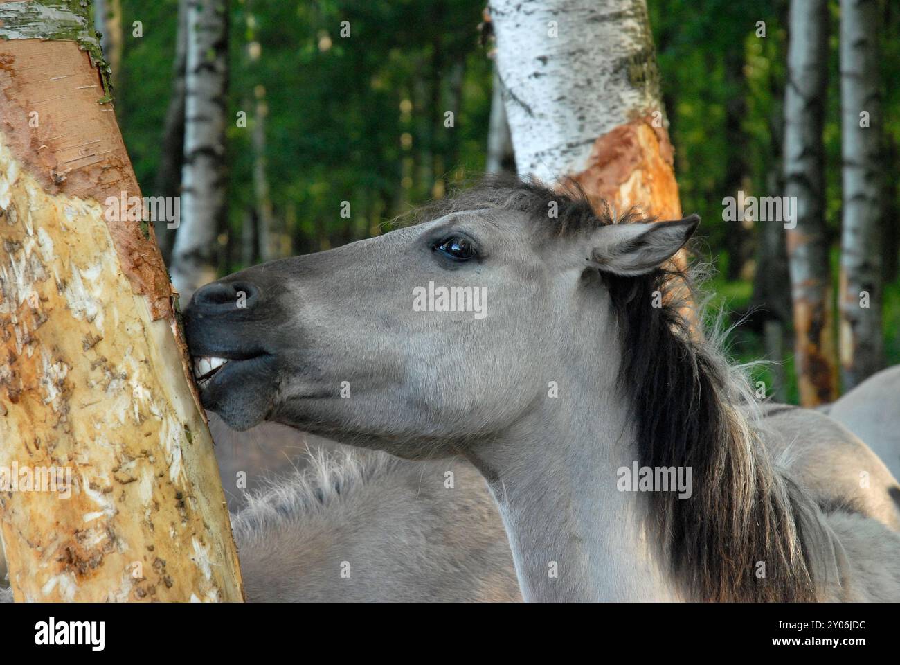 Breeds of liv hi-res stock photography and images - Alamy