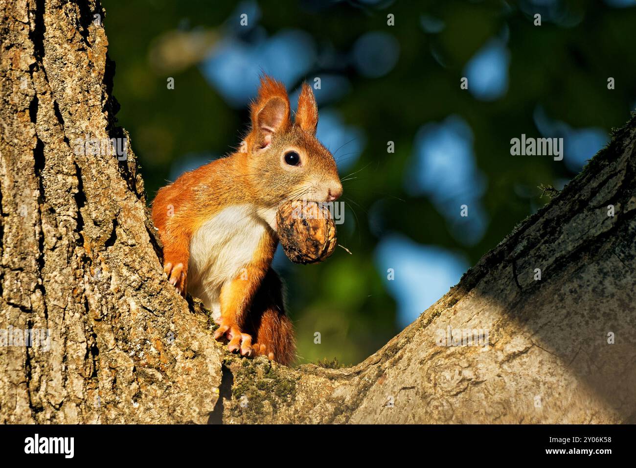 Squirrel with walnut Stock Photo - Alamy