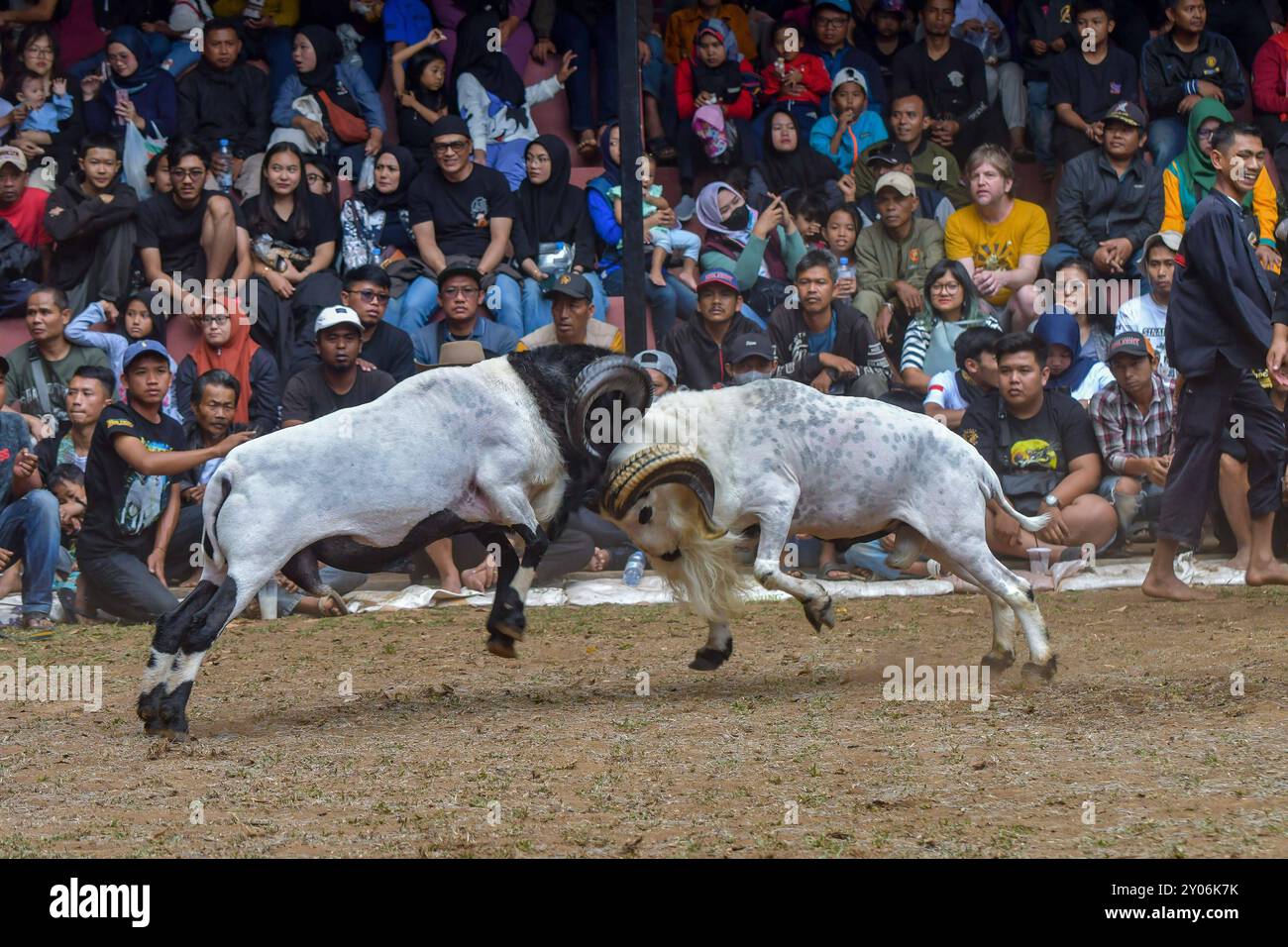 THE ART OF RAM FIGHTING AGILITY People watch a traditional ram fighting ...