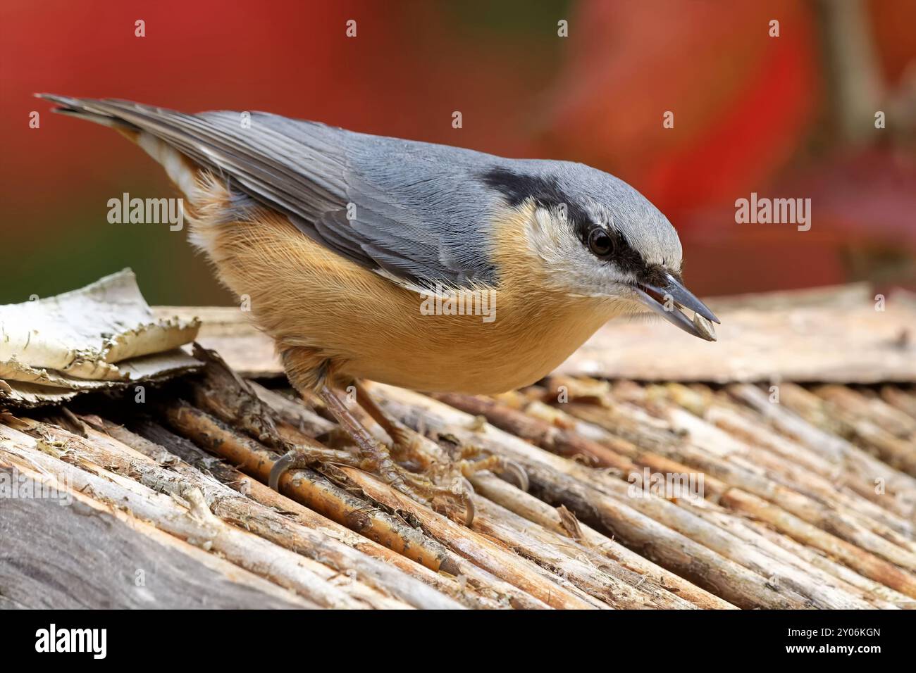Nuthatch in autumn Stock Photo - Alamy