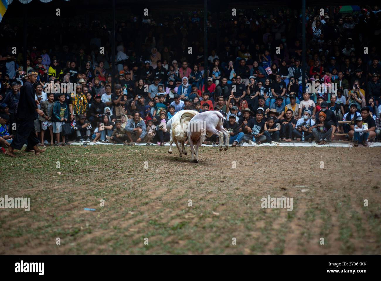 THE ART OF RAM FIGHTING AGILITY Two rams duel during a traditional ram ...
