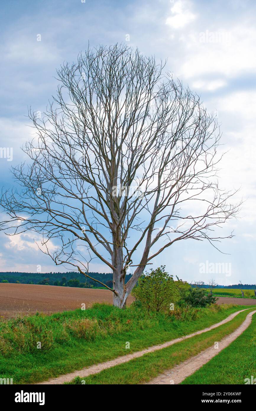 Dead tree on an agricultural road Stock Photo - Alamy