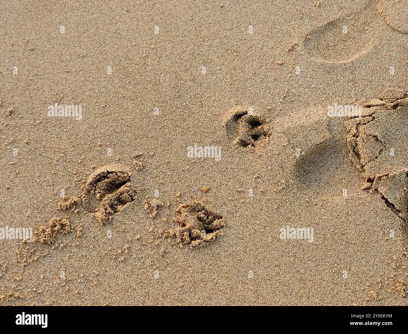 pawprints on the sand of the beach, the impressions or images left by ...