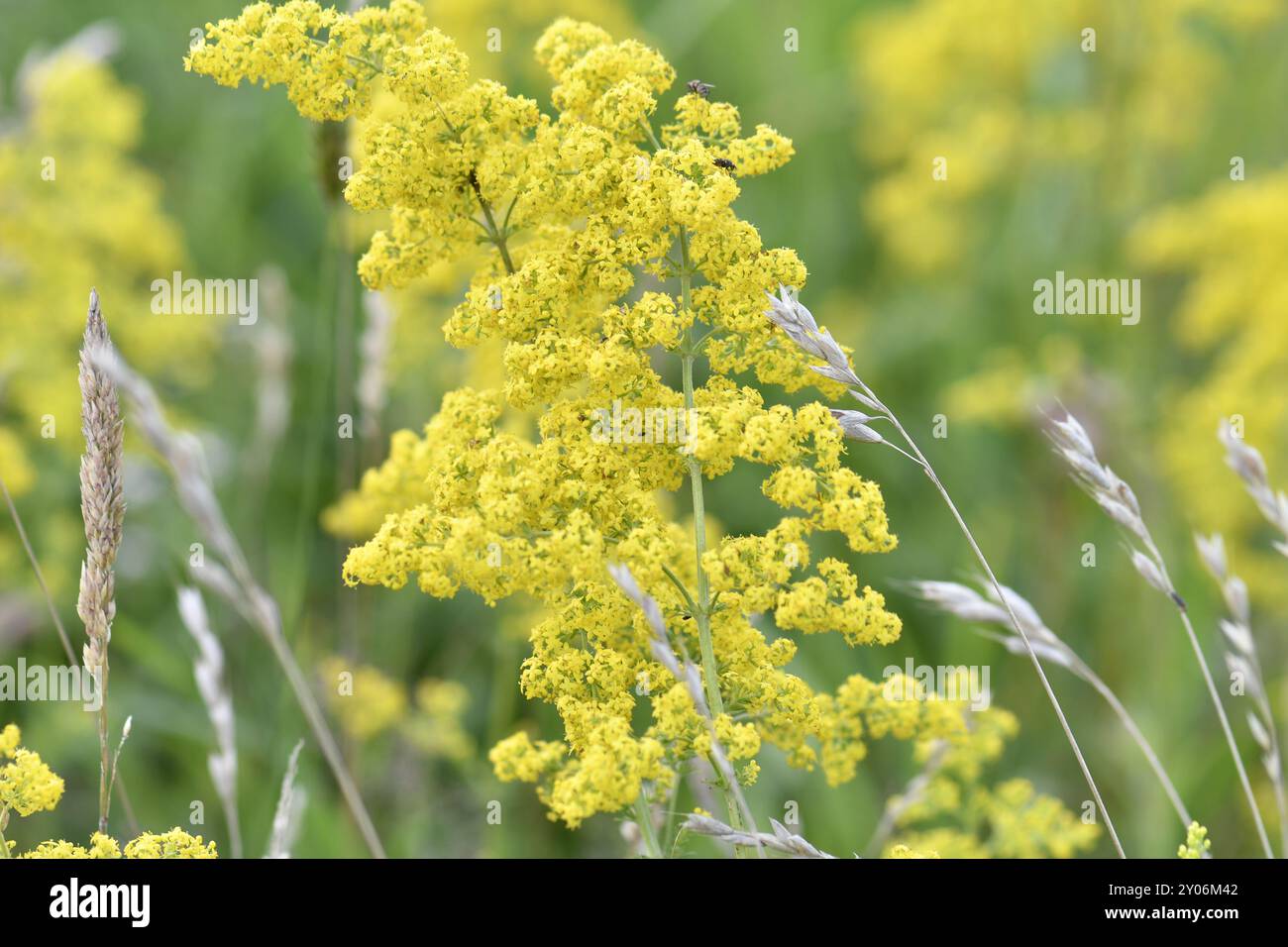 Common bedstraw, also called yellow bedstraw, yellow bedstraw (Galium ...